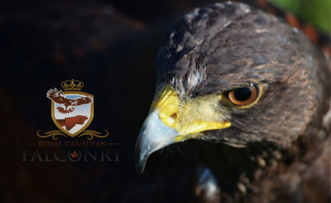 Up to 51% off Falconry Experiences | WagJag