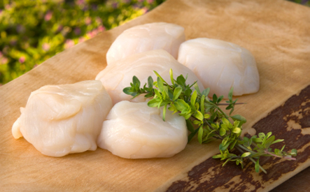 $65 for 5lbs of Frozen, Wild Caught Canadian Scallops ($125 Value ...
