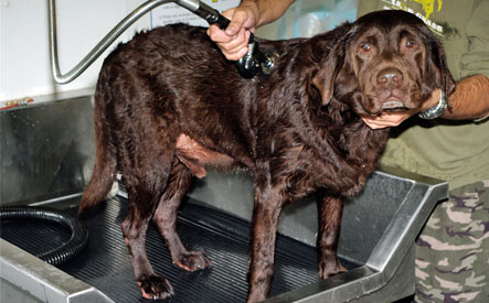 $5 for $10 towards Self-Serve, Coin Operated Dog Washes at Doggie Wash ...