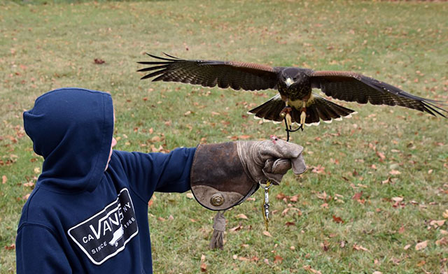 Up to 78% off a Fly a Bird of Prey Falconry Experience or Workshop | WagJag