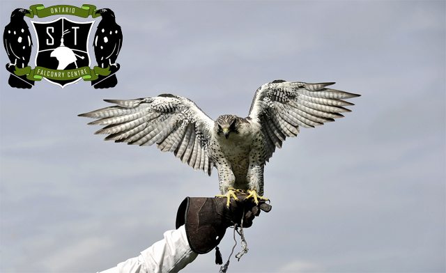 $25 for a Meet and Greet Falconry Workshop (a $250 Value) - WagJag.com